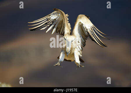 Cape Vulture (Gyps coprotheres) landing, Giant's Castle Nature Reserve ...