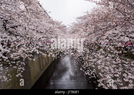 Cherry Blossm, Meguro River, Meguro-Ku, Tokyo, Japan Stock Photo - Alamy