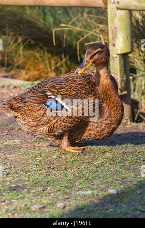 Rouen Duck female Stock Photo: 123283042 - Alamy