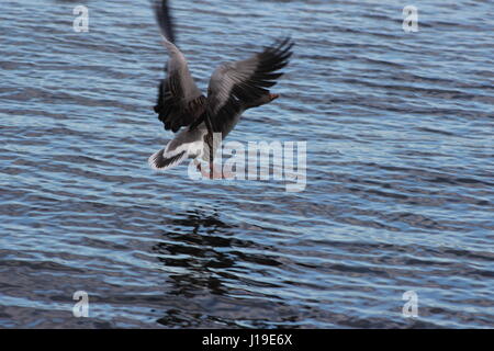 Bird landing on water Stock Photo - Alamy