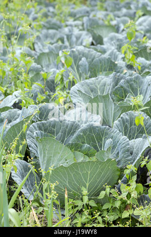 A permaculture field of Cabbage growing outside, with weeds in between ...