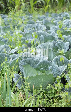 A permaculture field of Cabbage growing outside, with weeds in between ...