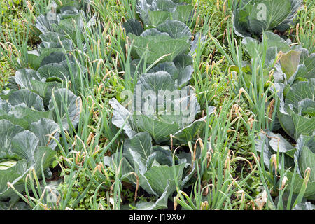 A permaculture field of Cabbage and Spring unions growing in plant ...