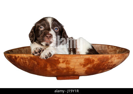 A 4 week old liver and white English Springer Spaniel puppy in a wicker ...