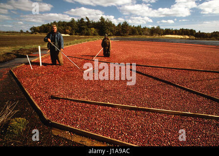 Cranberry bog, Massachusetts, USA Stock Photo - Alamy