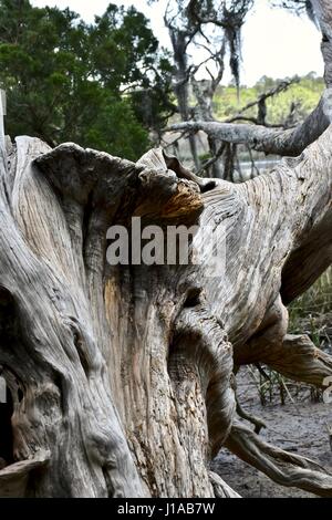 Knotted oak tree Stock Photo - Alamy