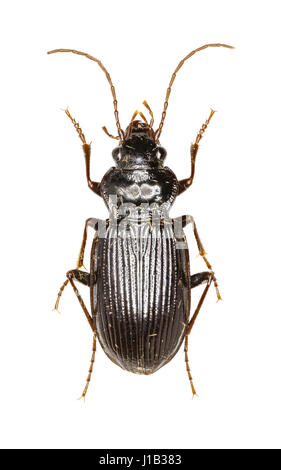 European Gazelle Beetle (Nebria brevicollis) on a wide blade of grass ...
