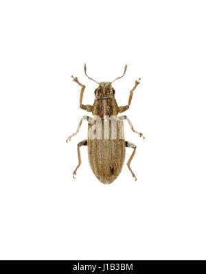 A pea leaf weevil (Sitona lineatus). male and female during a meeting ...