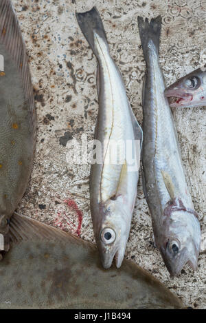 Pollachius pollachius, Juvenile pollack Stock Photo - Alamy