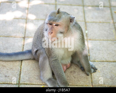 Cute Fat Long Tailed Macaque Monkey in Uluwatu, Bali, Indonesia Stock ...
