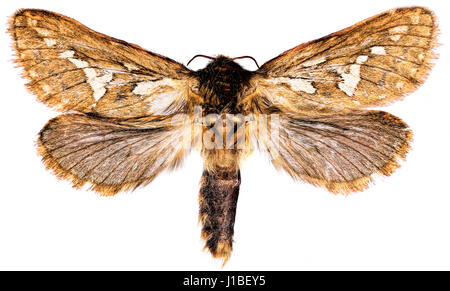 Common Swift Moth on white Background - Korscheltellus lupulinus ...
