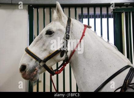 Lipizzan Horse Portrait of stallion Conversano Sessana 61 Piber Federal Stud Austria Stock Photo ...