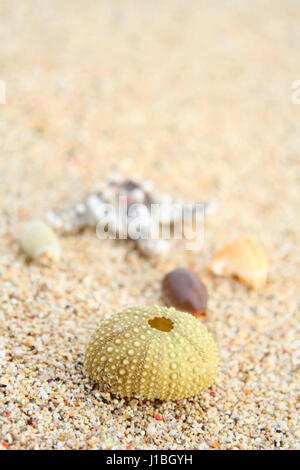 Bunch of sea shells Stock Photo - Alamy