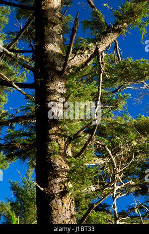 Trunk of a Sitka spruce (Picea sitchensis) in the Pacific Rainforest ...