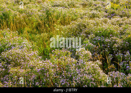 Wildflowers on Prince Edward Island coast near village of North Rustico ...