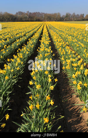 Fields of Spring Daffodil flowers, Fenland field near Spalding town ...