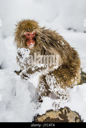 Japanese Macaque standing on hind legs in the snow. Japan. Nagano ...