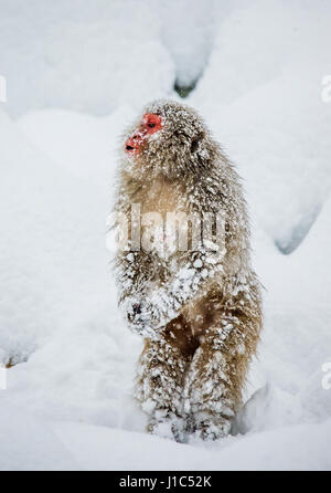 Japanese Macaque standing on hind legs in the snow. Japan. Nagano ...