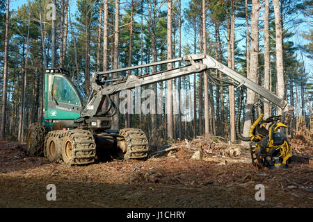 Forestry cutting trees in the a forest with a John Deere harvester ...