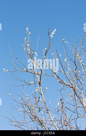 Buds on tree in early spring are ready to bloom. Blurred background ...