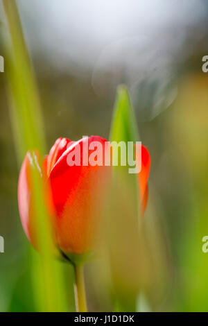 Macro view of a blooming tulip with vibrant pink and yellow hues ...