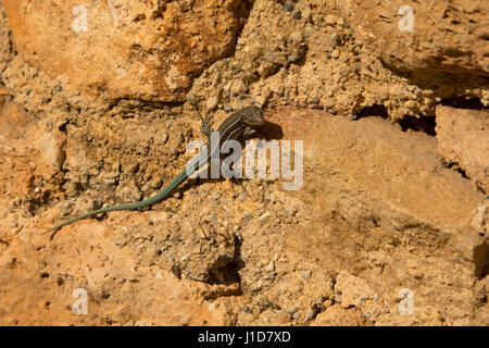 Cretan Wall Lizards are scampering everywhere on sunny and rocky ...