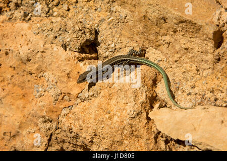 Podarcis cretensis, the Cretan wall lizard, is a species of lacertid ...