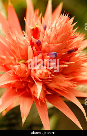 Close up of a blooming Aechmea Blue Tango, a Bromeliad hybrid Stock ...