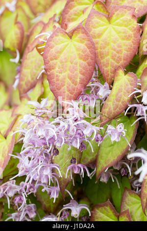 Bronze spring foliage of the perennial barrenwort, Epimedium pinnatum ...