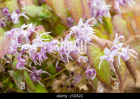 Bronze spring foliage of the perennial barrenwort, Epimedium pinnatum ...