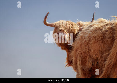 Highland Cow, Highland Cattle, Hairy Moo Coo Stock Photo - Alamy