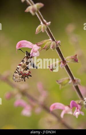 Eastern Festoon (Zerynthia cerisy) swallowtail butterfly with beautiful ...