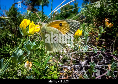 A clouded yellow butterfly in Menorca Stock Photo - Alamy