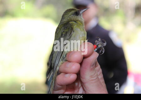 Biologists examine and weigh a captured endangered Akepa bird for ...
