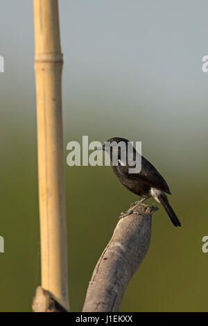 Pied Bushchat (Saxicola caprata burmanicus) female perched on wire Doi ...