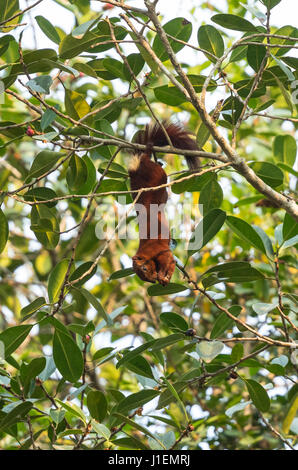 Variable Squirrel (Callosciurus finlaysonii Stock Photo - Alamy