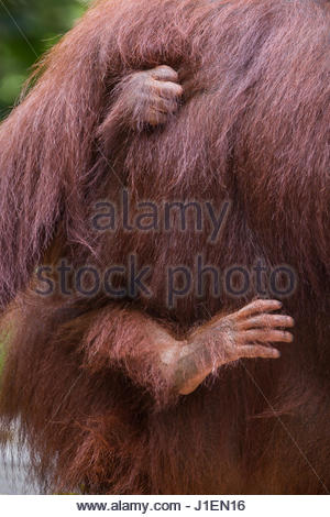 Hand and foot of orangutan, Borneo, Indonesia Stock Photo: 31967750 - Alamy