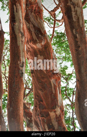 Arrayán trees in the Luma apiculata forest, Quetrihué Peninsula, Los ...