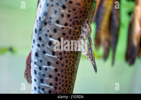 Surubi Fish (Pseudoplatystoma). Typical fish from Parana and Amazonas ...