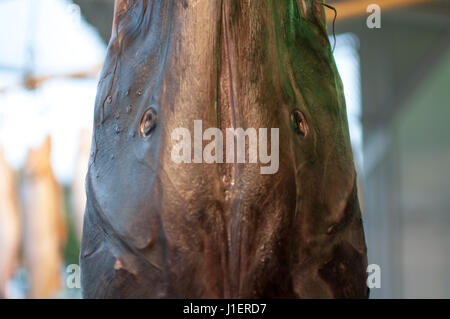 Surubi Fish (Pseudoplatystoma). Typical fish from Parana and Amazonas ...