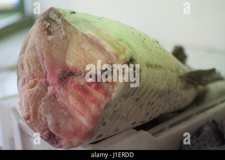 Surubi Fish (Pseudoplatystoma). Typical fish from Parana and Amazonas ...