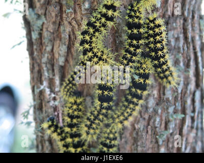 Moth caterpillars - Hylesia nigricans Stock Photo - Alamy