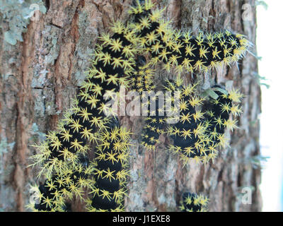 Moth caterpillars - Hylesia nigricans Stock Photo - Alamy