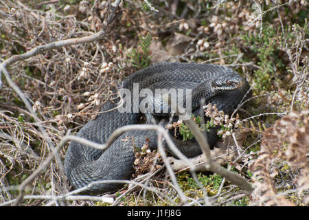 Melanistic adder (Vipera berus) snake in Hampshire, UK Stock Photo - Alamy