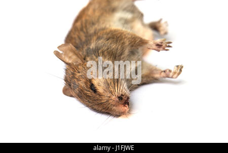 dead rat on white background Stock Photo - Alamy