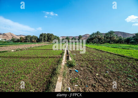 Farming fields at Birkat Al Mouz in Oman Stock Photo - Alamy
