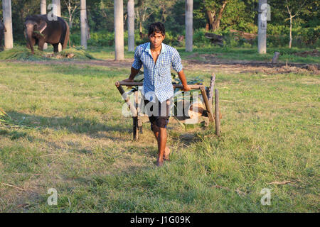 Men are working in a elephant stable Stock Photo - Alamy