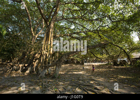 Old and one of the biggest banyan trees in Asia at Kaliganj. Jhenaidah ...