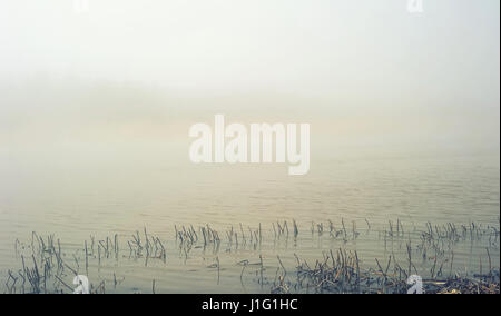 Morning landscape with fog over swamp river and old tree with thickets ...