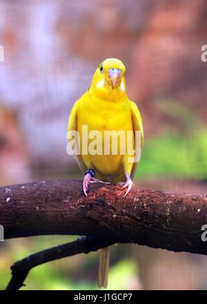 Bird standing on tree branch Stock Photo - Alamy